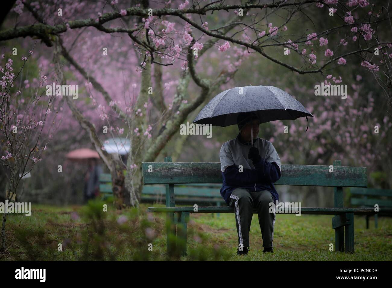Sao Paulo, Brazil. 3rd Aug, 2018. People enjoy the cherry blossoms that ...