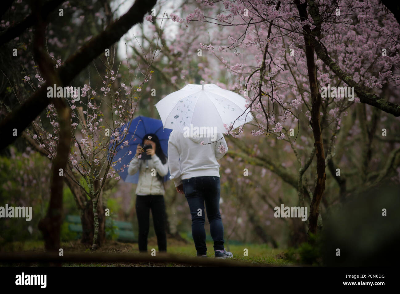 Sao Paulo, Brazil. 3rd Aug, 2018. People enjoy the cherry blossoms that ...