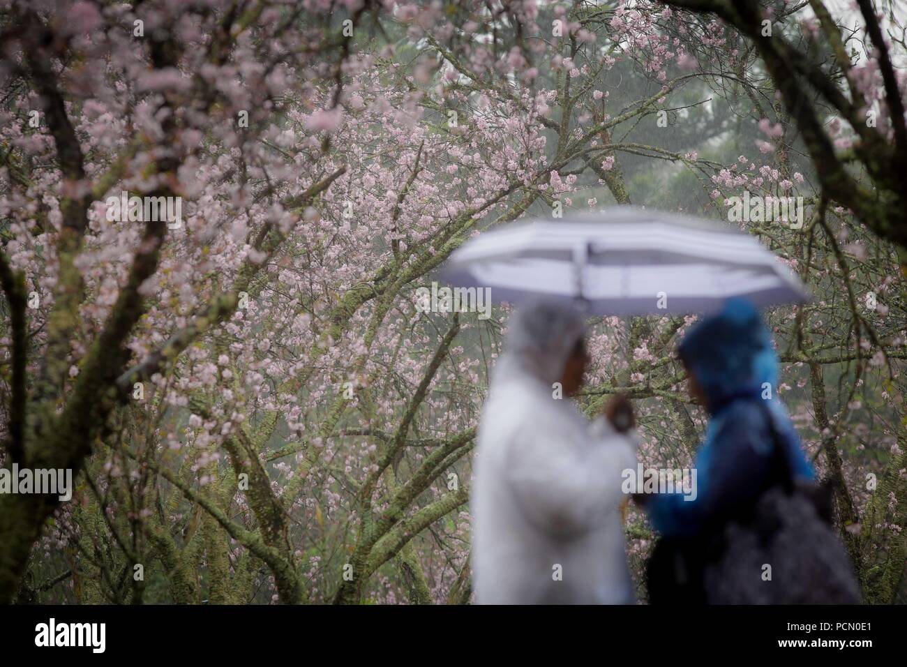 Sao Paulo, Brazil. 3rd Aug, 2018. People enjoy the cherry blossoms that ...