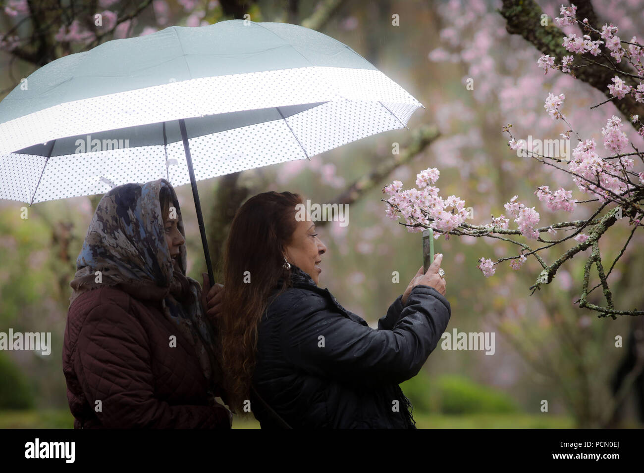 Sao Paulo, Brazil. 3rd Aug, 2018. People enjoy the cherry blossoms that ...
