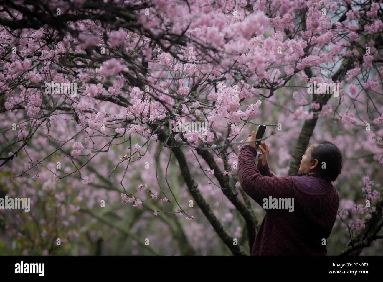 Sao Paulo, Brazil. 3rd Aug, 2018. People enjoy the cherry blossoms that ...