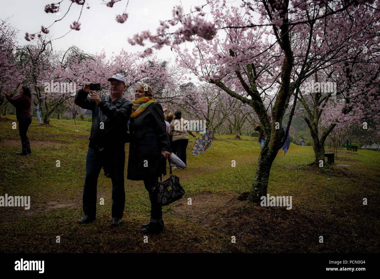 Sao Paulo, Brazil. 3rd Aug, 2018. People enjoy the cherry blossoms that ...