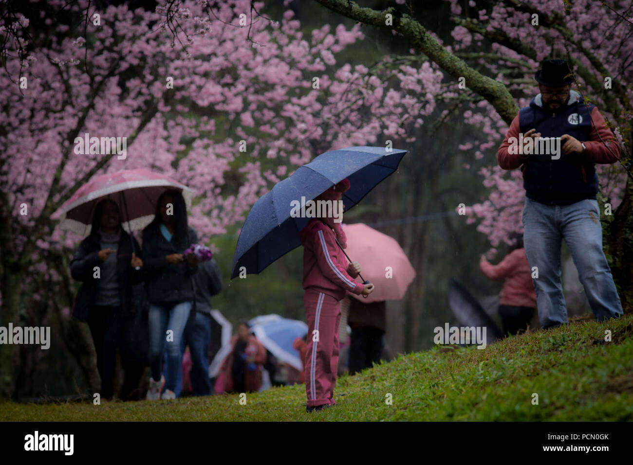 Sao Paulo, Brazil. 3rd Aug, 2018. People enjoy the cherry blossoms that ...