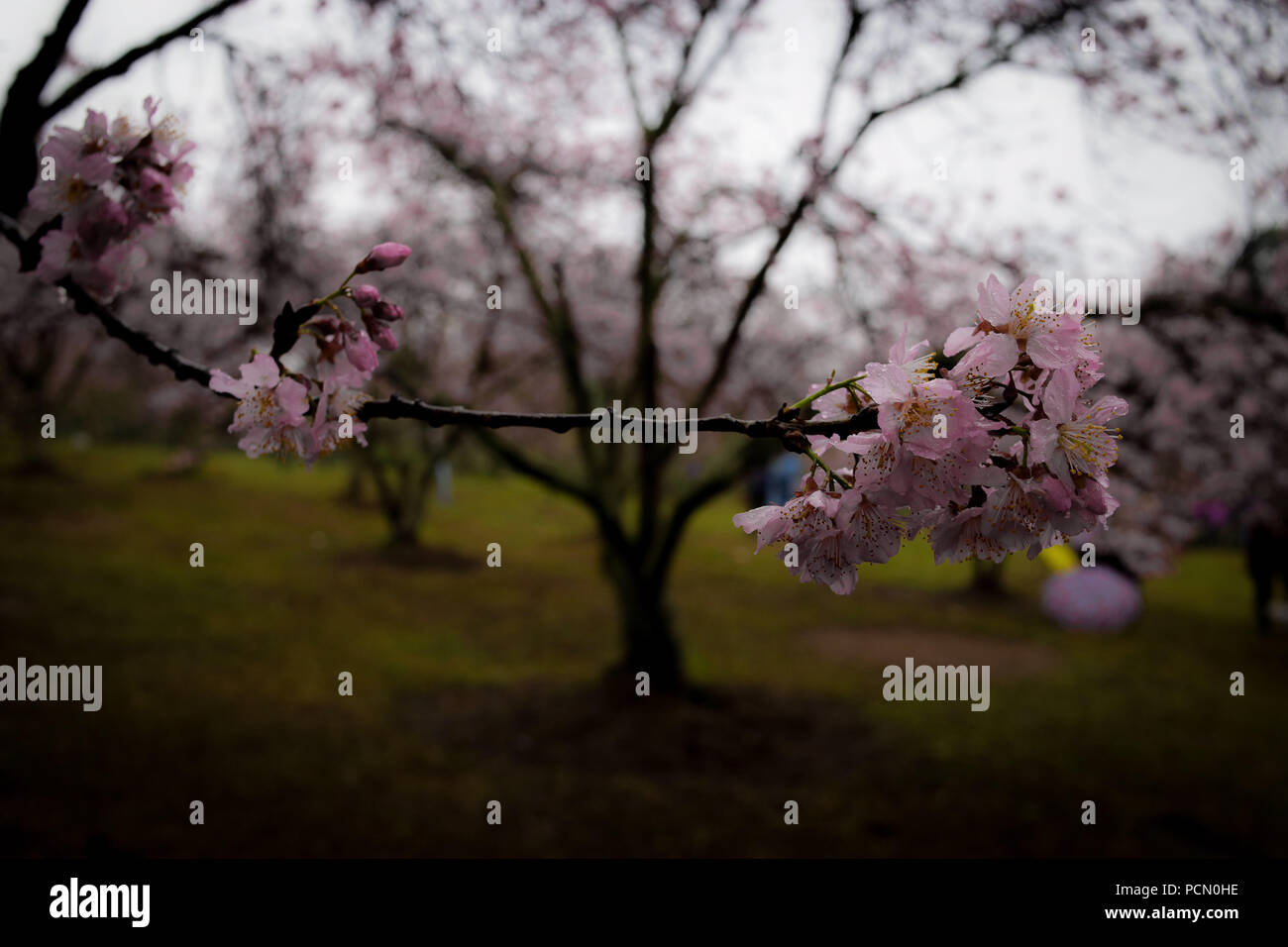 Sao Paulo, Brazil. 3rd Aug, 2018. People enjoy the cherry blossoms that ...