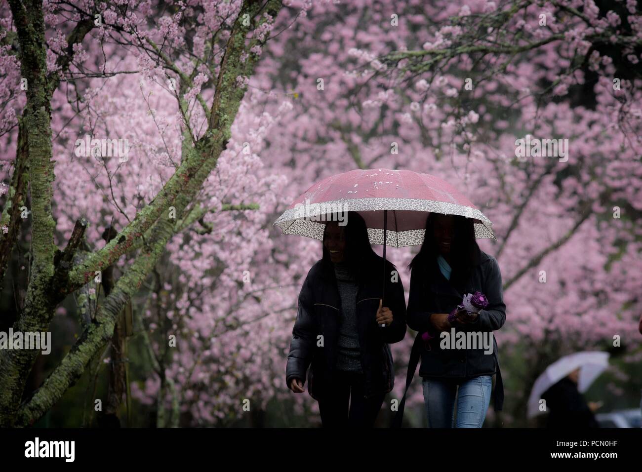 Sao Paulo, Brazil. 3rd Aug, 2018. People enjoy the cherry blossoms that ...