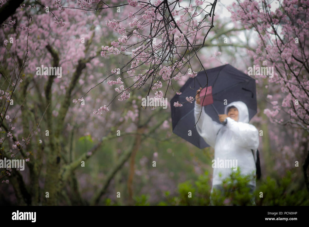 Sao Paulo, Brazil. 3rd Aug, 2018. People enjoy the cherry blossoms that ...