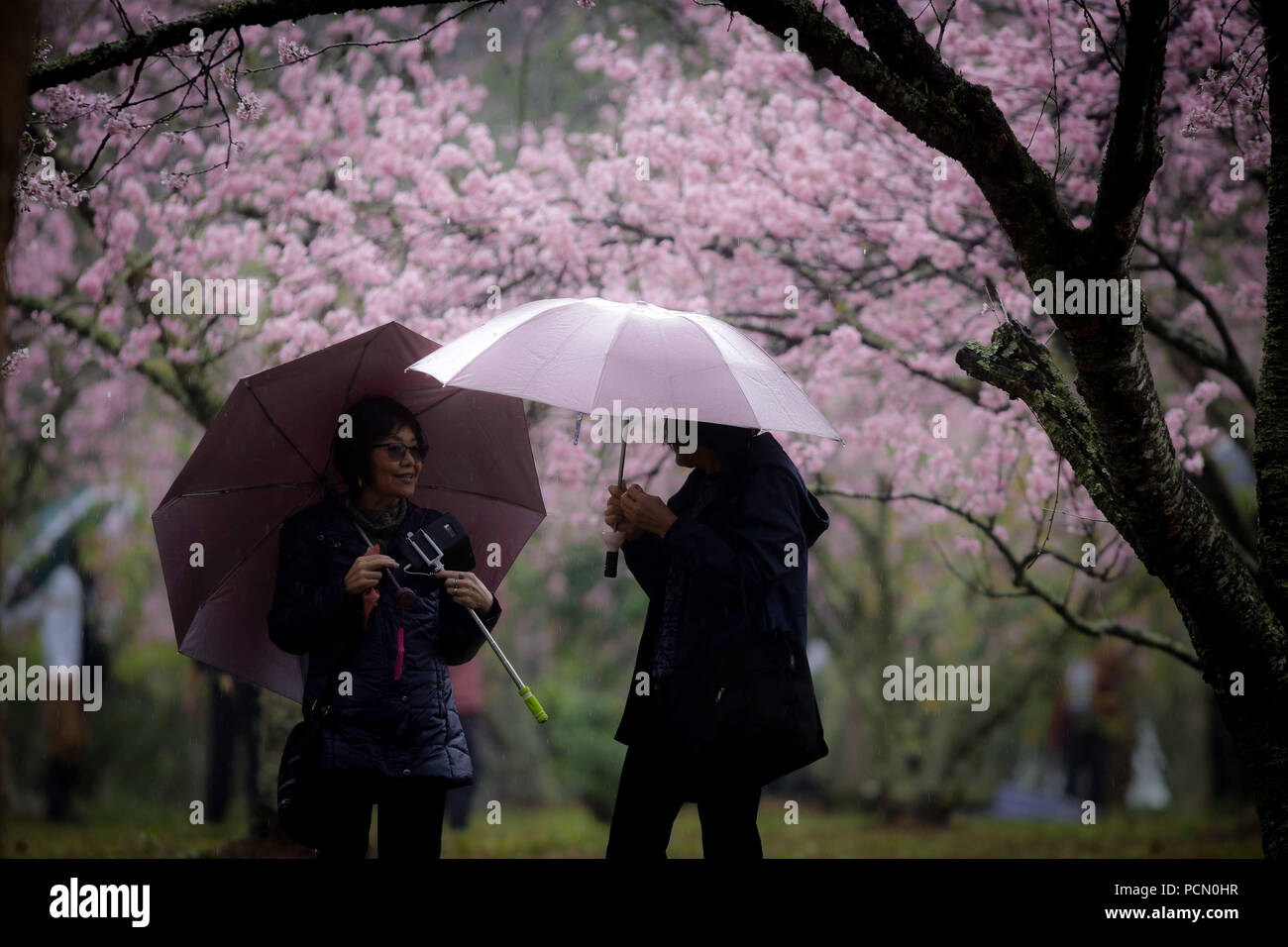 Sao Paulo, Brazil. 3rd Aug, 2018. People enjoy the cherry blossoms that ...