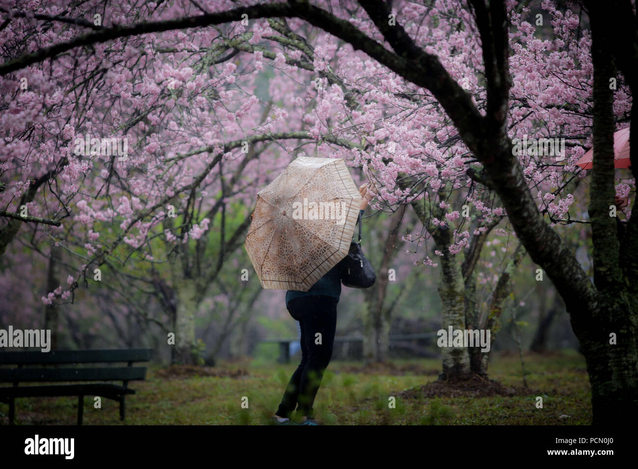 Sao Paulo, Brazil. 3rd Aug, 2018. People enjoy the cherry blossoms that ...
