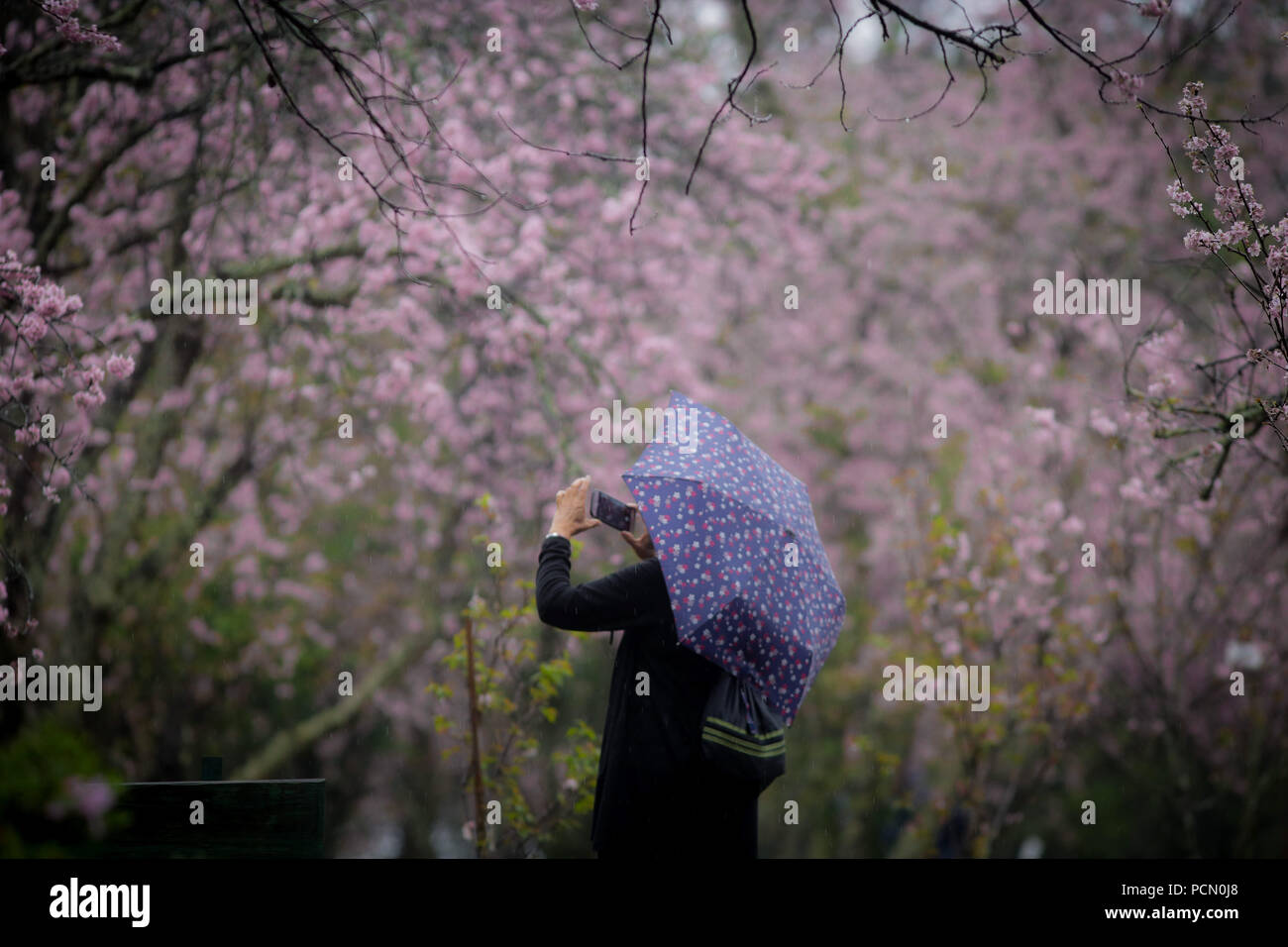 Sao Paulo, Brazil. 3rd Aug, 2018. People enjoy the cherry blossoms that ...