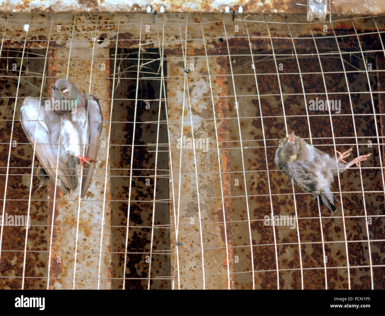 Dead bird cage hi-res stock photography and images - Alamy