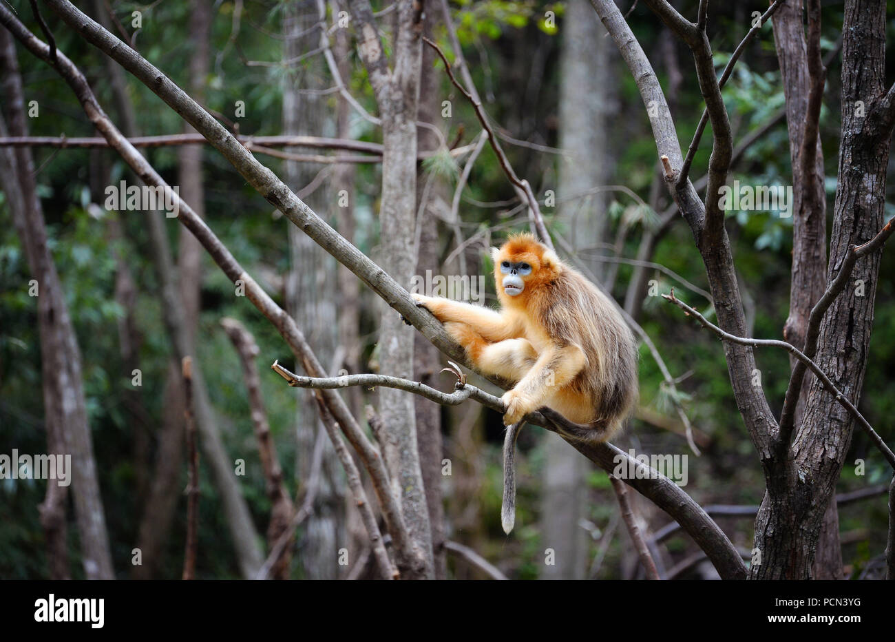 Foping monkeys hi-res stock photography and images - Alamy