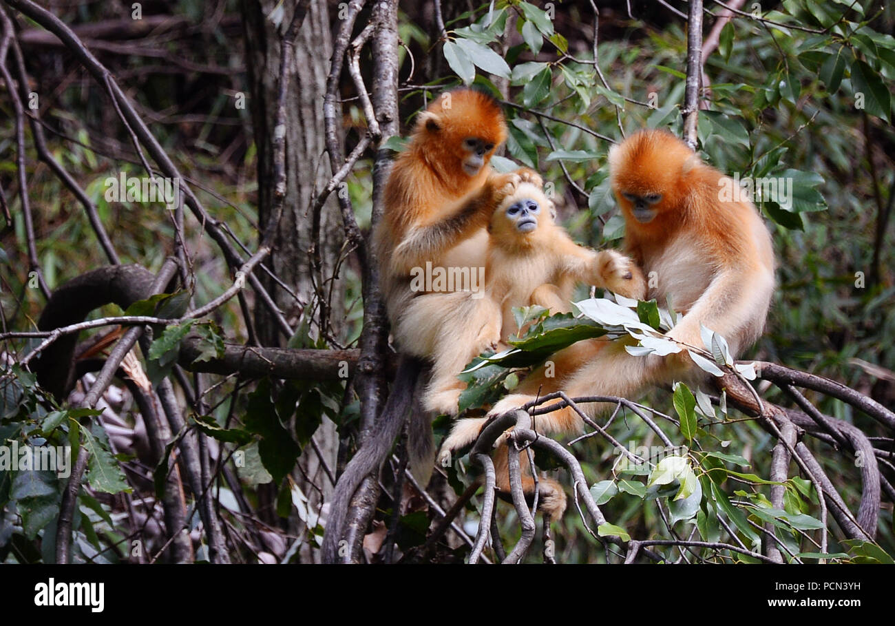Foping, China's Shaanxi Province. 3rd Aug, 2018. Golden monkeys rest in ...
