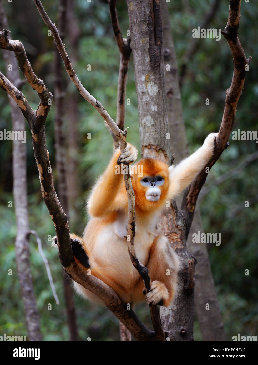 Foping, China's Shaanxi Province. 3rd Aug, 2018. A golden monkey plays ...
