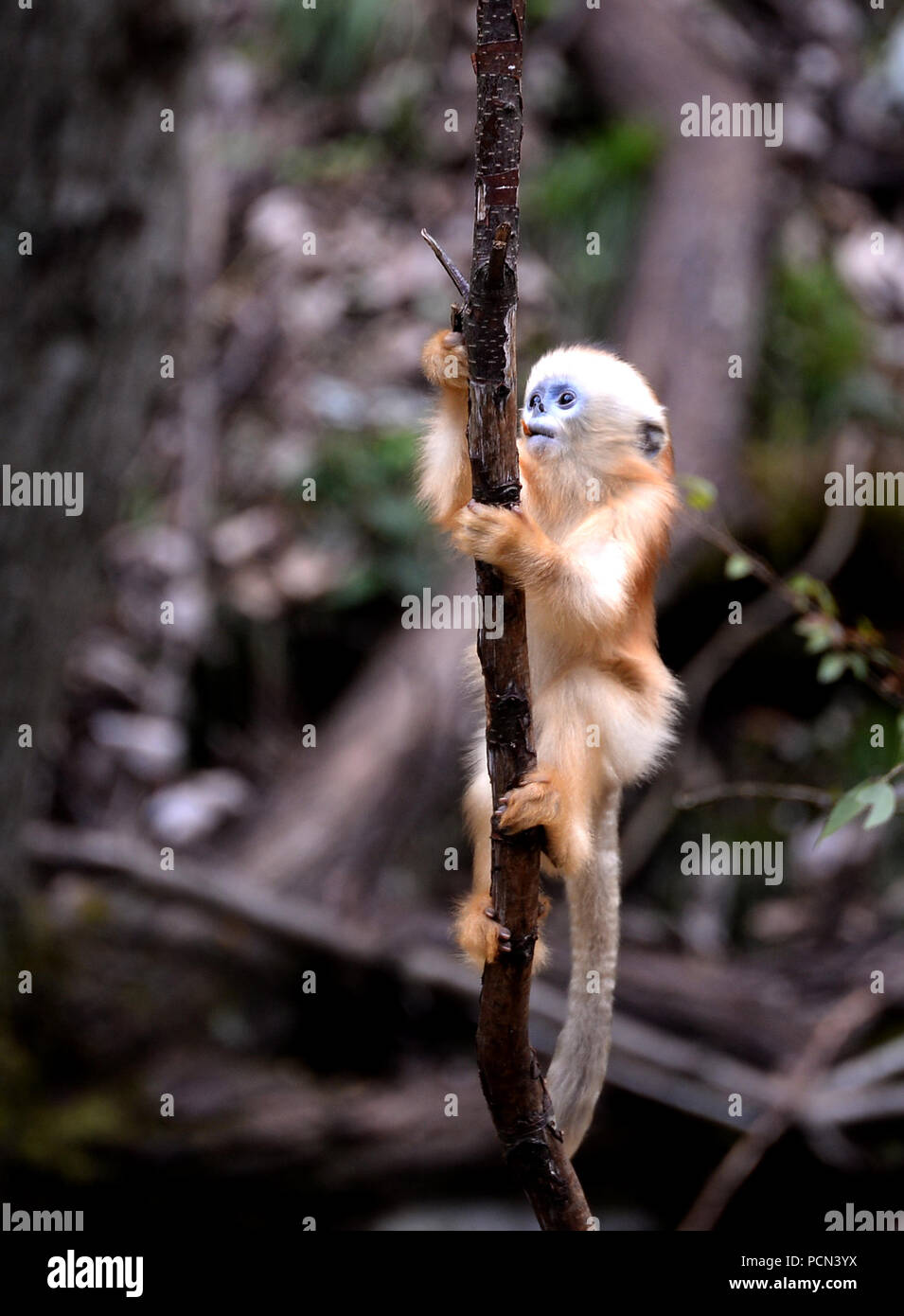 Foping, China's Shaanxi Province. 3rd Aug, 2018. A golden monkey plays ...
