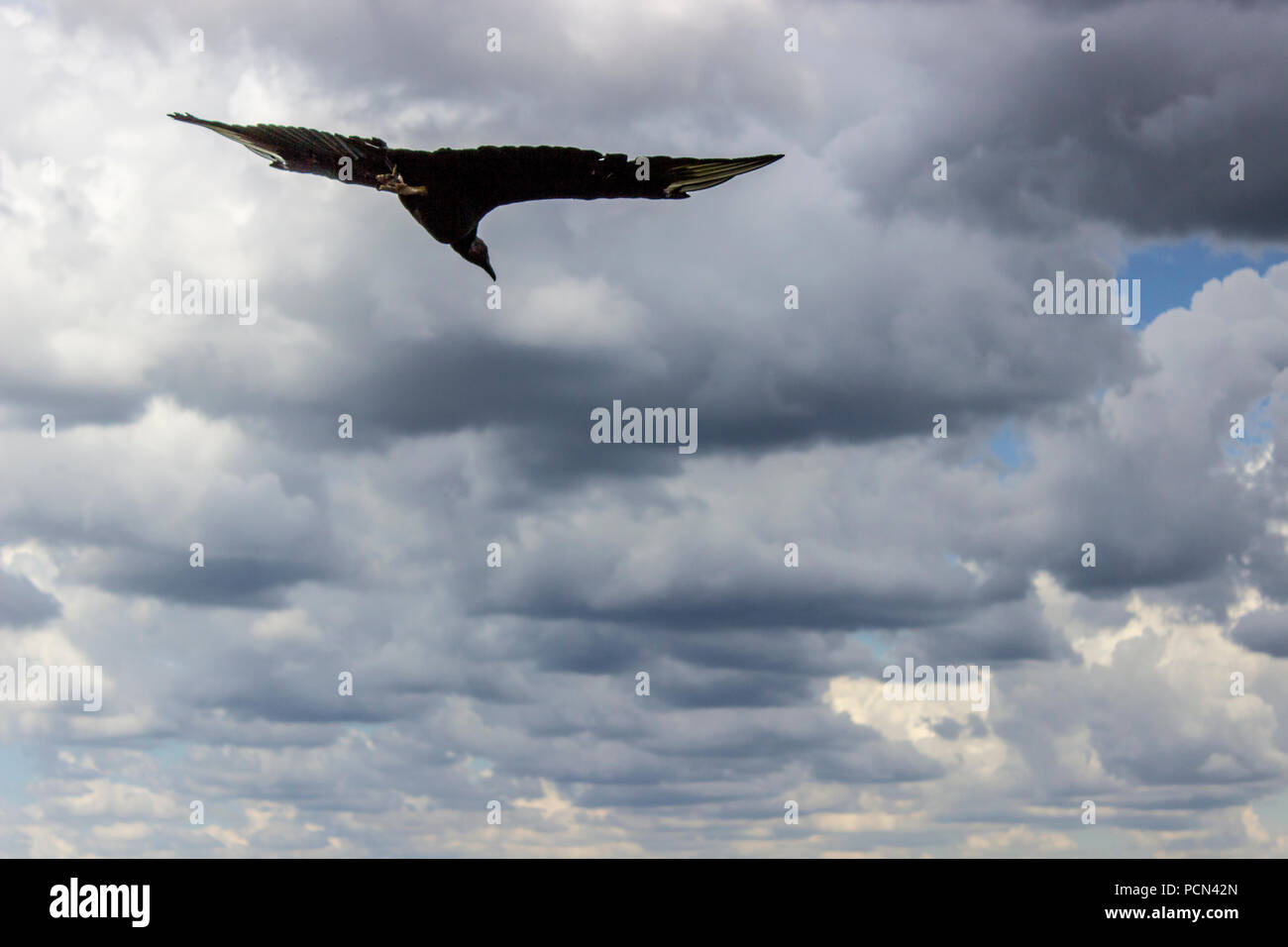 Bird flying high in the sky Stock Photo - Alamy