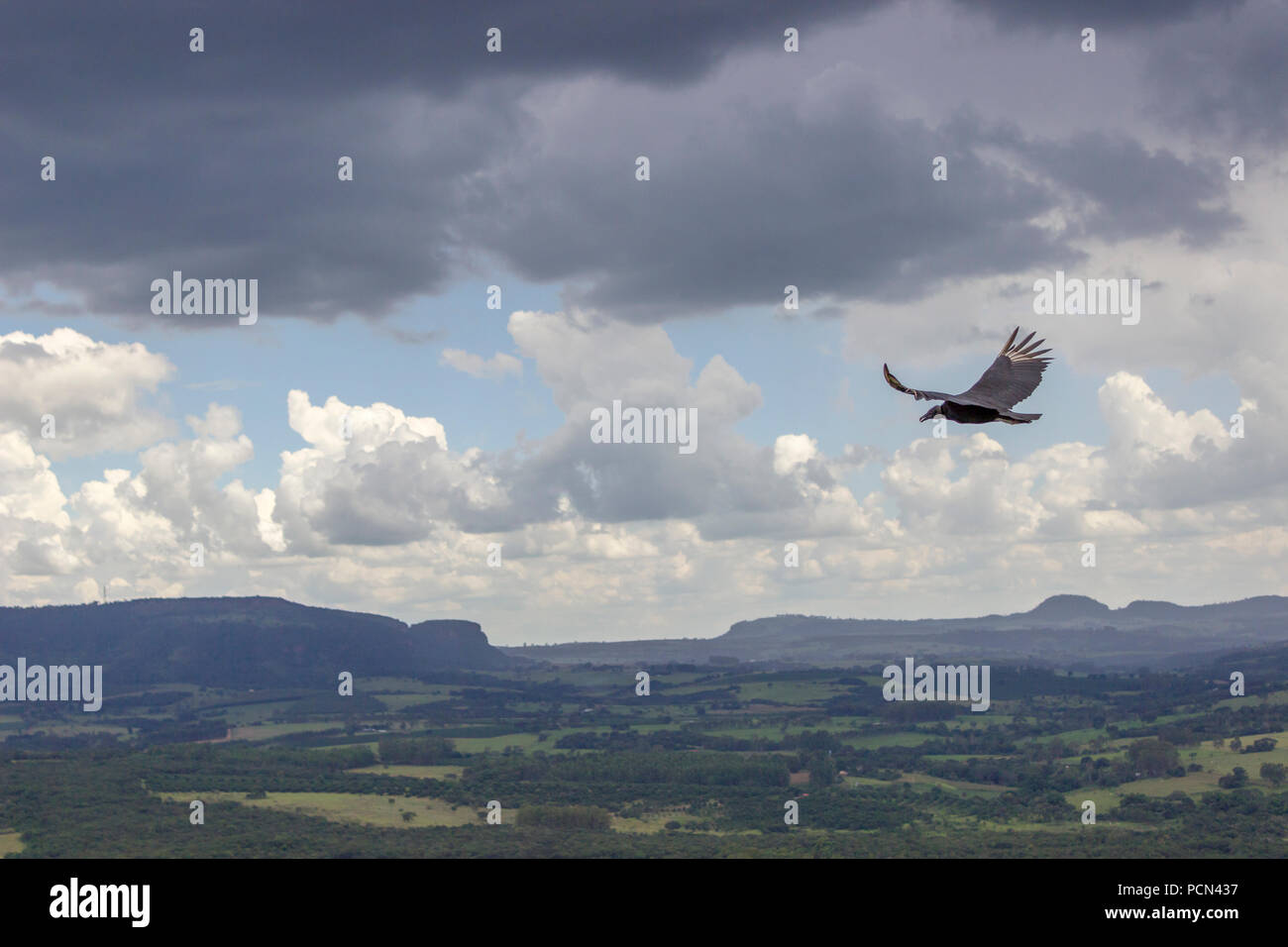 Bird flying high in the sky Stock Photo - Alamy