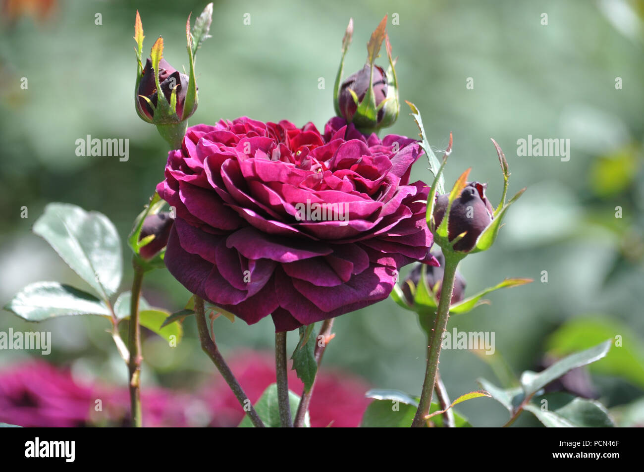 Pretty purple garden roses hi-res stock photography and images - Alamy