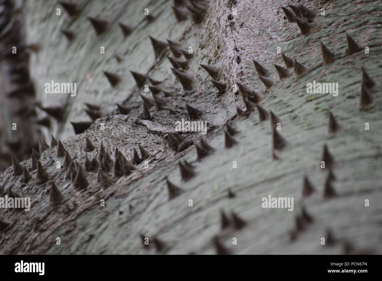 bark of silk floss tree (Ceiba speciosa) (palo borracho) with sharp ...