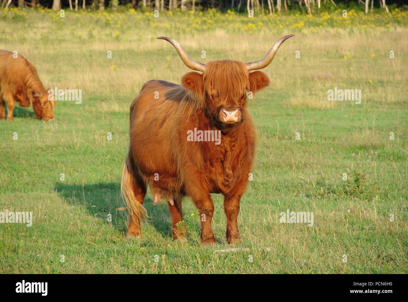 A hairy brown Highland cow with long horns standing on green grass on ...