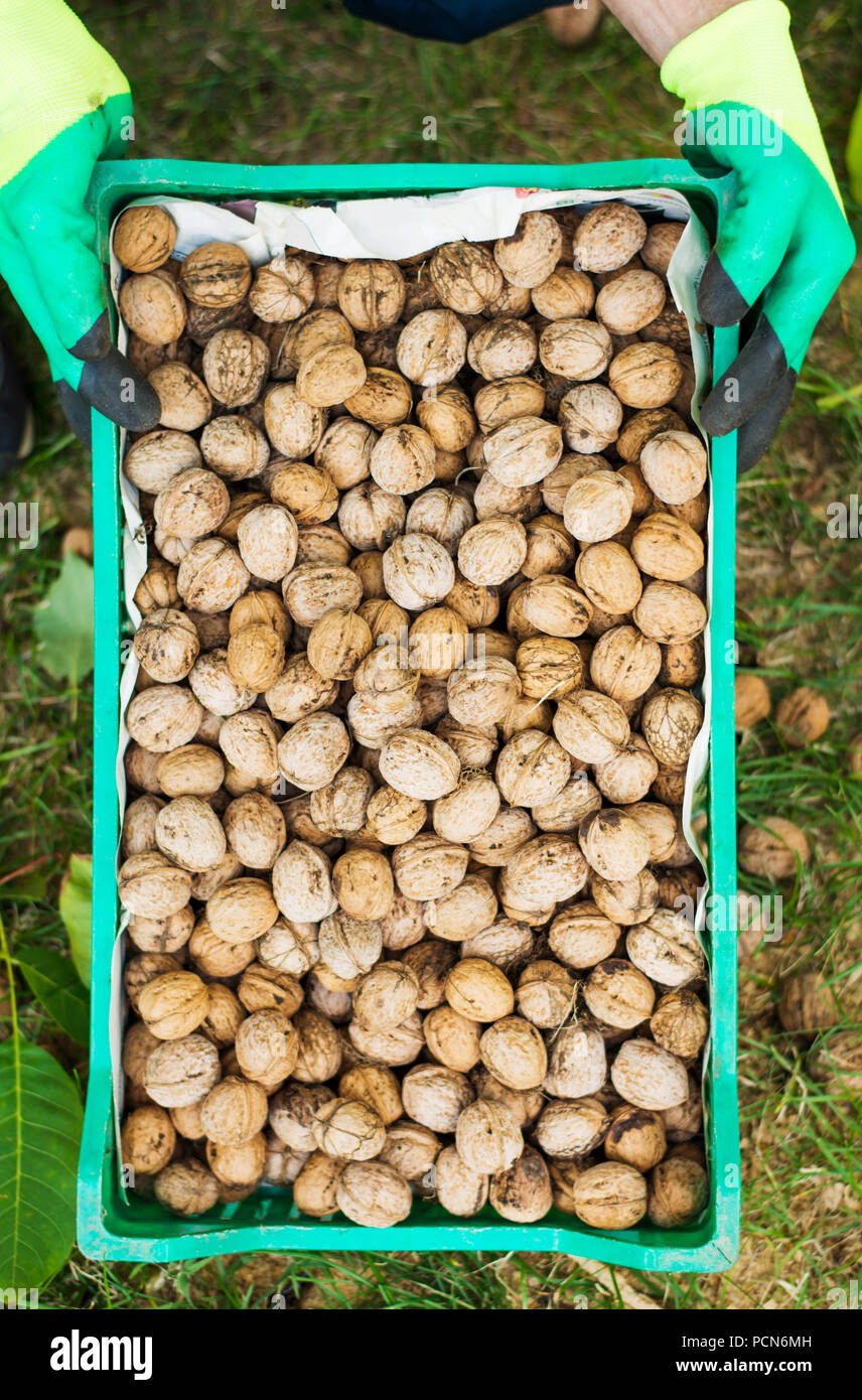 Worker holding box with fresh picked walnuts Stock Photo - Alamy