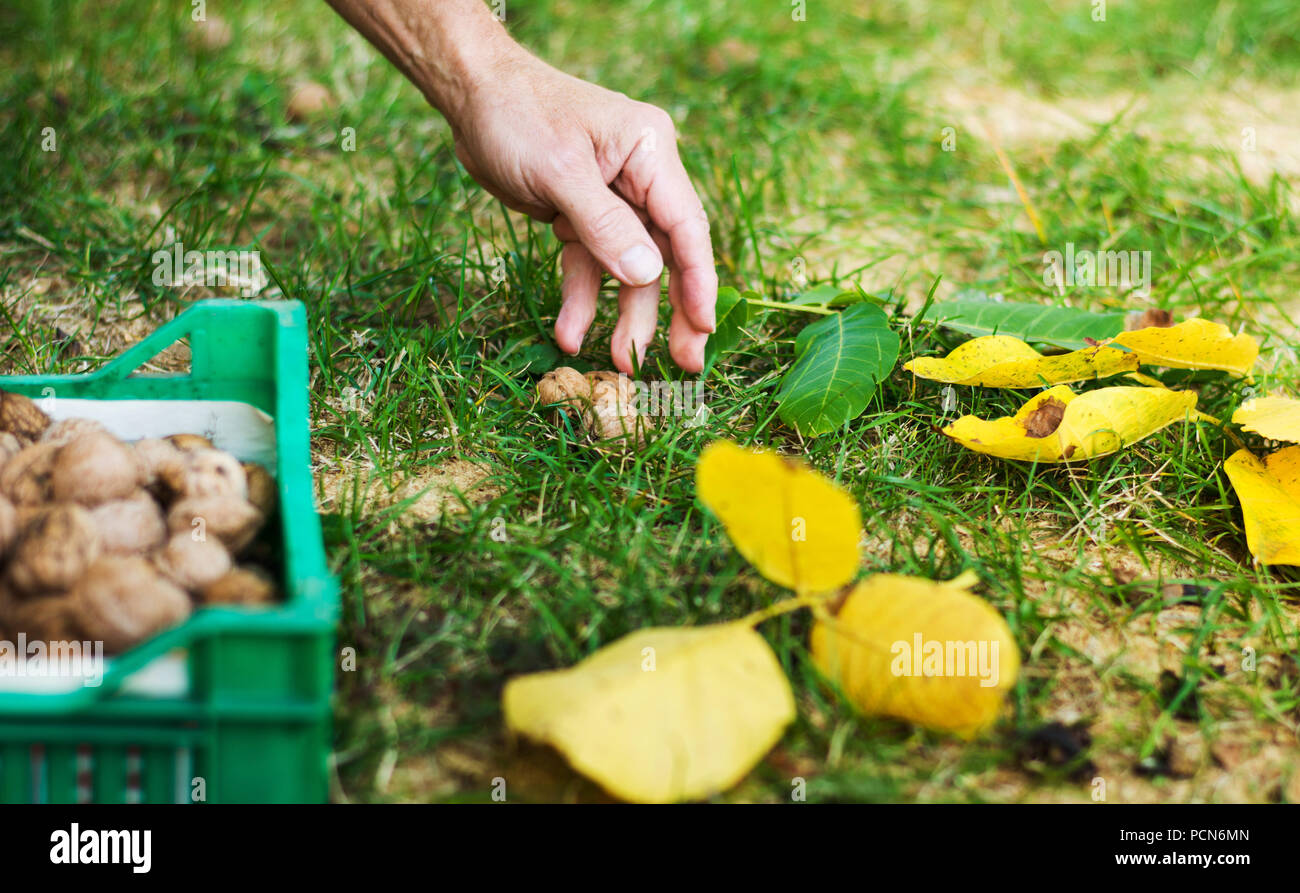 Man collecting fallen walnuts in the field Stock Photo - Alamy