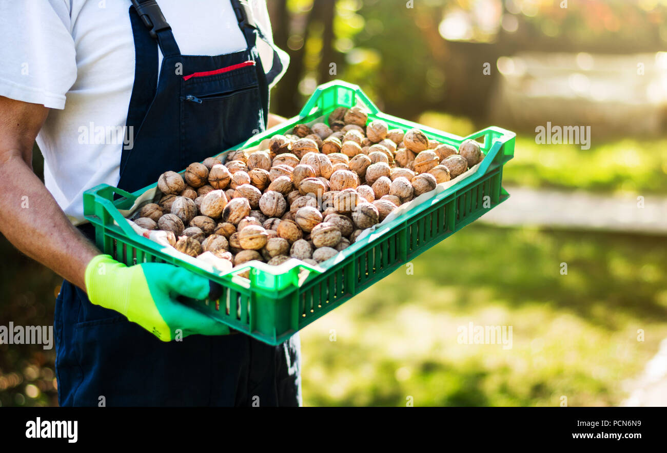 The walnut tree farm hi-res stock photography and images - Alamy