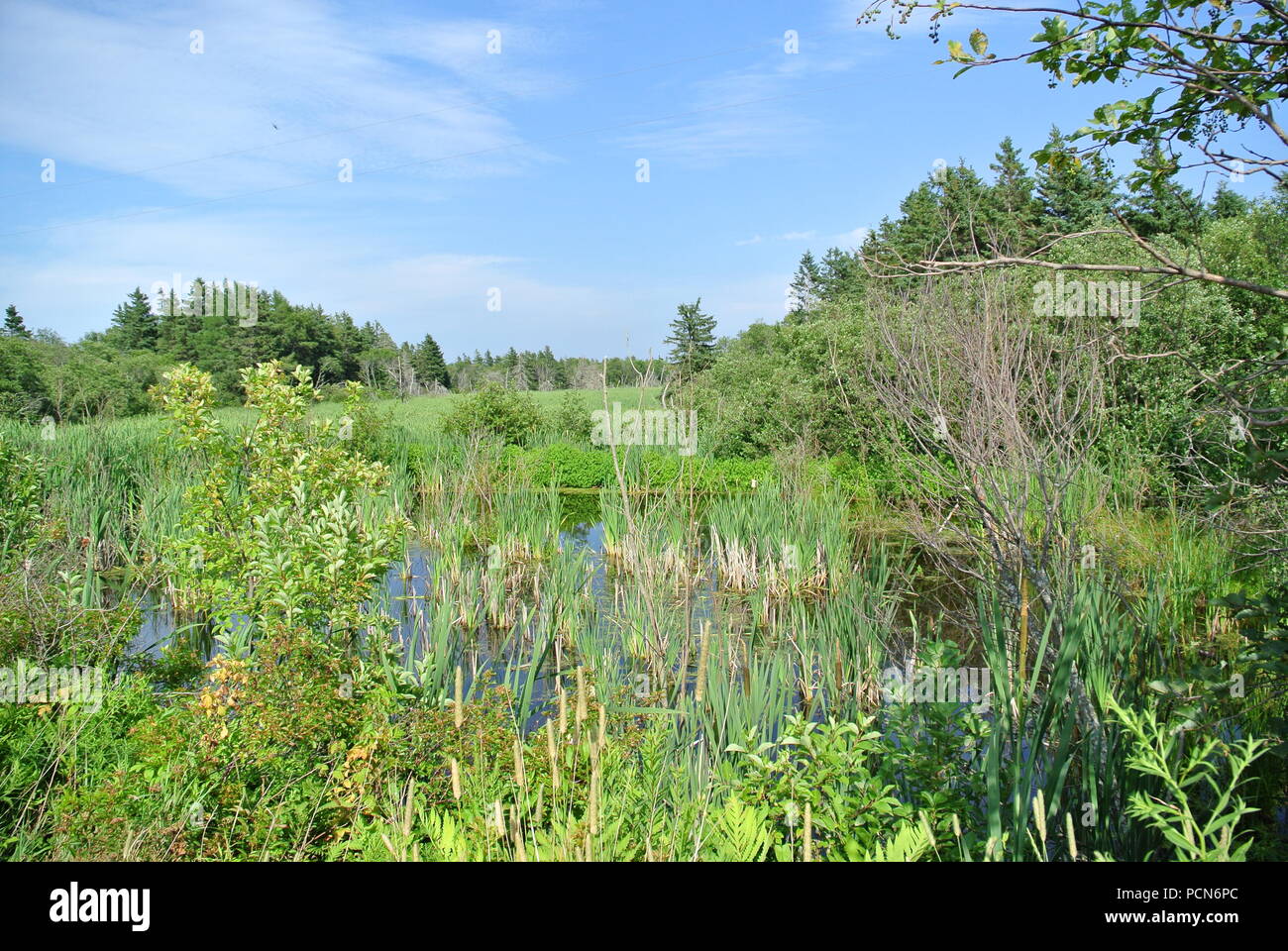 a swamp with blue water and trees on a green background on a sunny day ...