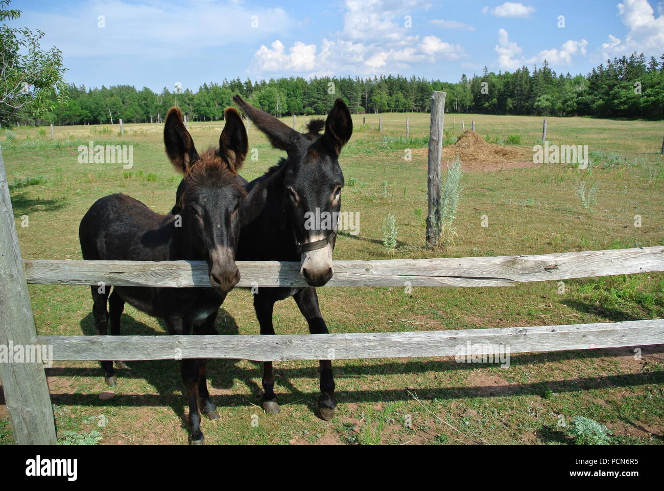 Black donkey hi-res stock photography and images - Alamy