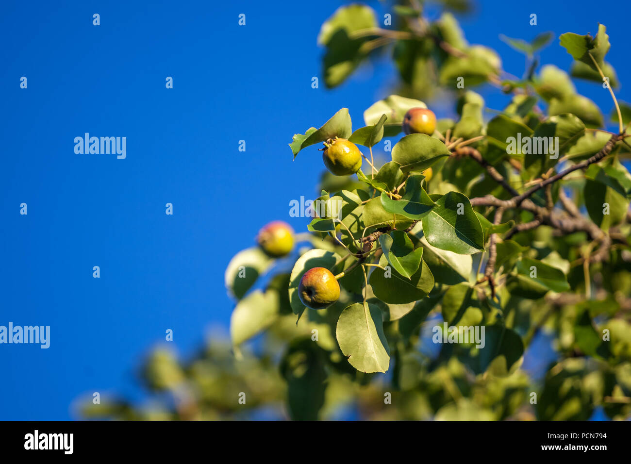small green fruit of a pear tree grows in the garden Stock Photo - Alamy