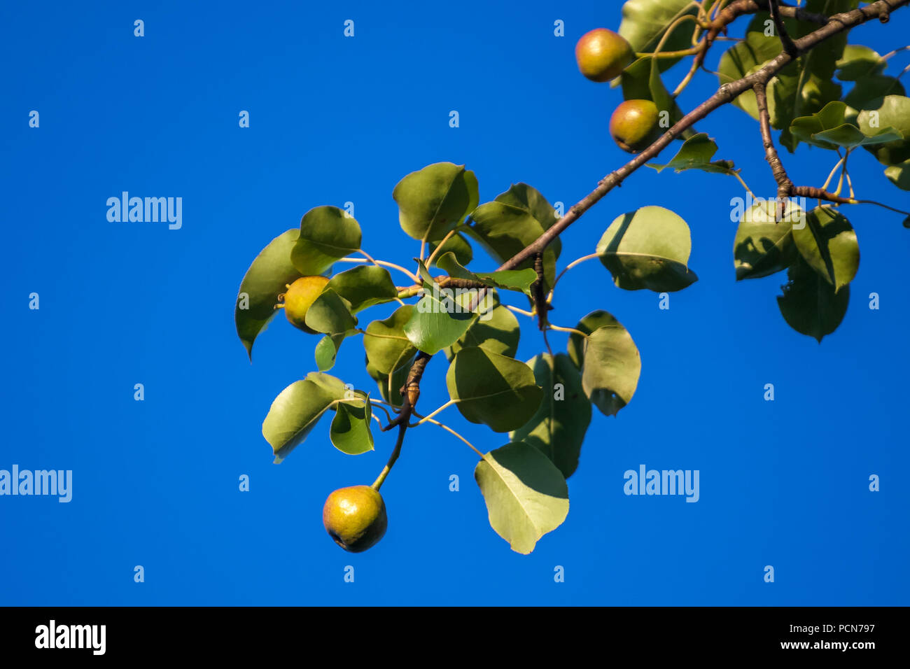 small green fruit of a pear tree grows in the garden Stock Photo - Alamy