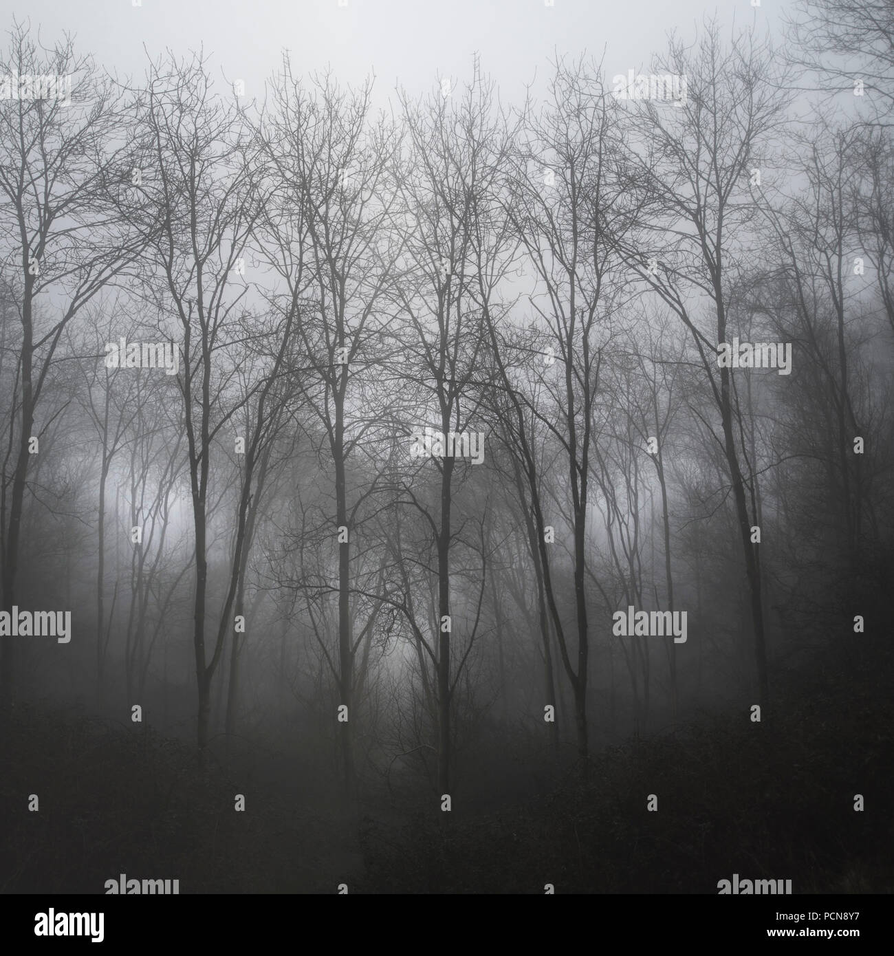 Dramatic moody foggy forest landscape Spring Autumn Fall Stock Photo ...