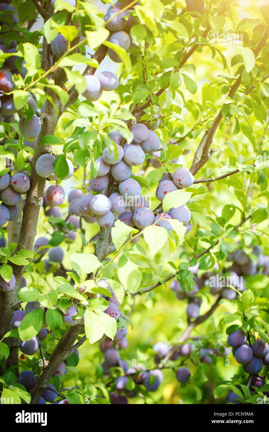 Plum tree with juicy fruits in the garden Stock Photo - Alamy