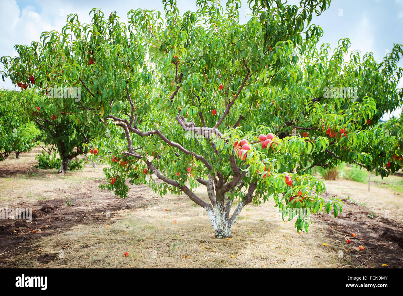 Peach tree with fruits growing in the garden. Peach orchard Stock Photo ...
