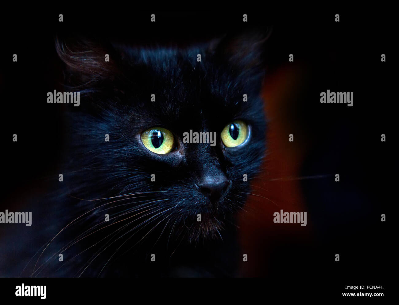 portrait of a black cat Stock Photo - Alamy