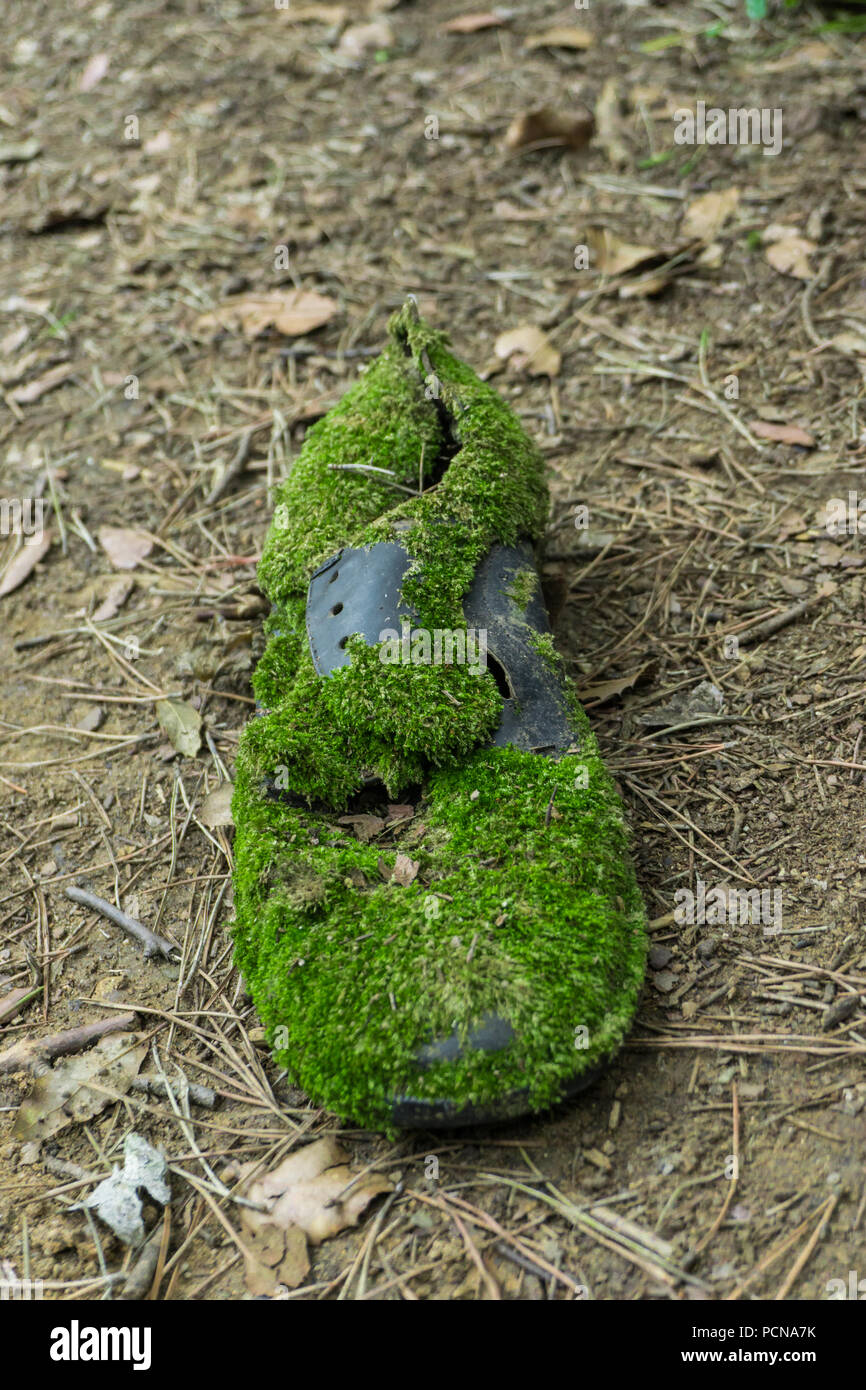 Shoe black plant natural hi-res stock photography and images - Alamy