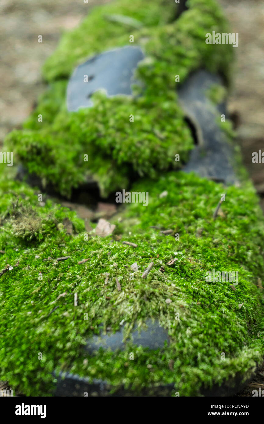 old shoe full of moss in the forest Stock Photo - Alamy