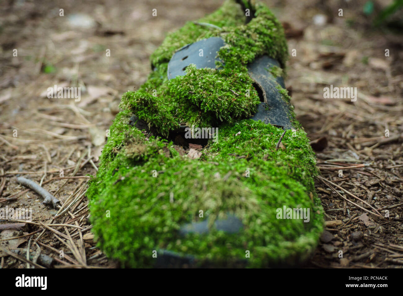 old shoe full of moss in the forest Stock Photo - Alamy
