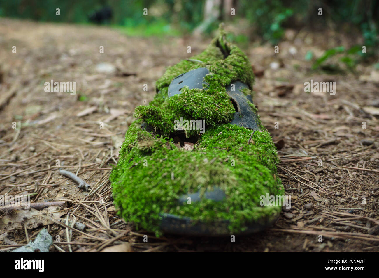 old shoe full of moss in the forest Stock Photo - Alamy