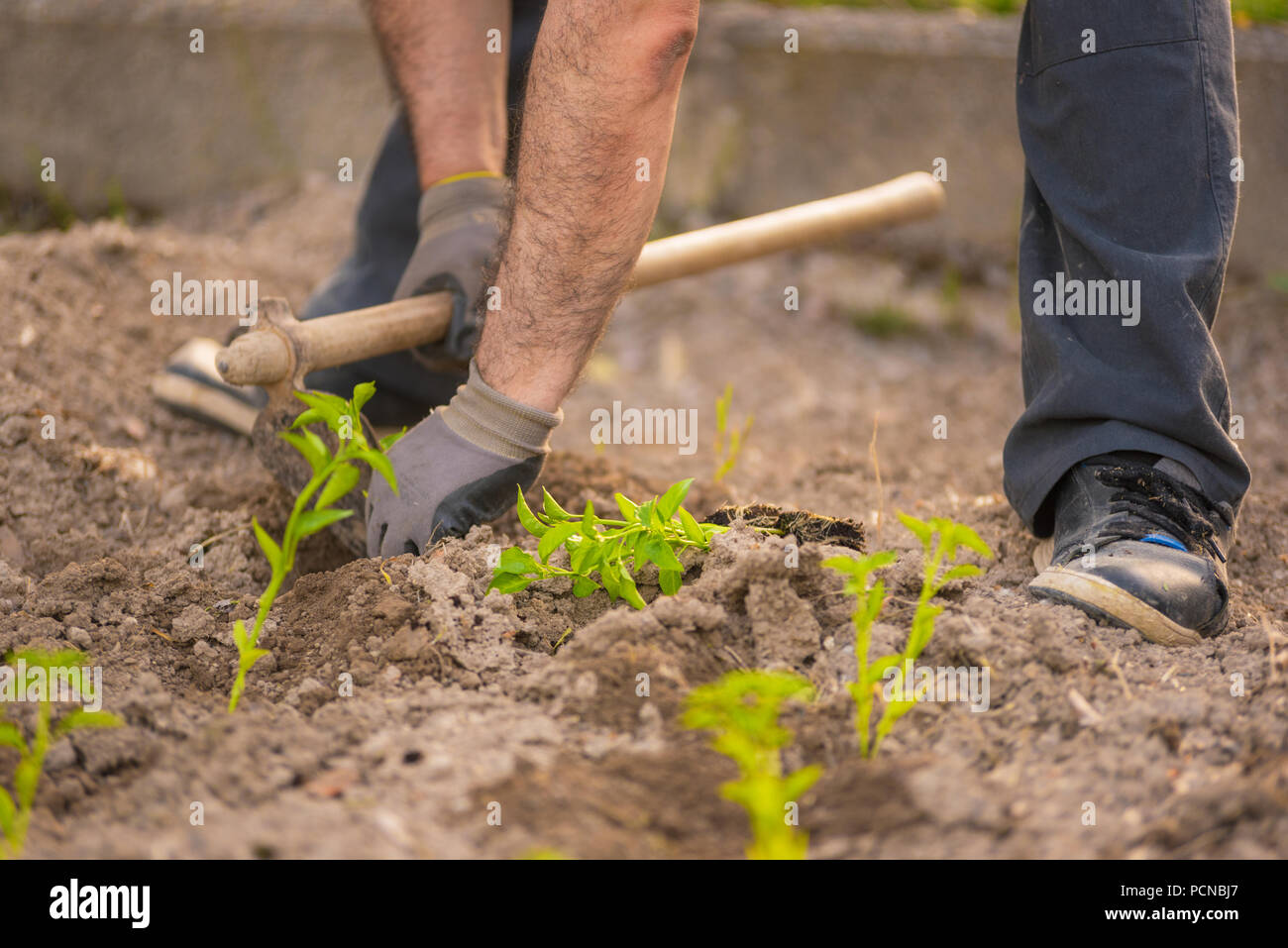 Close up view of a farmer at work Stock Photo - Alamy