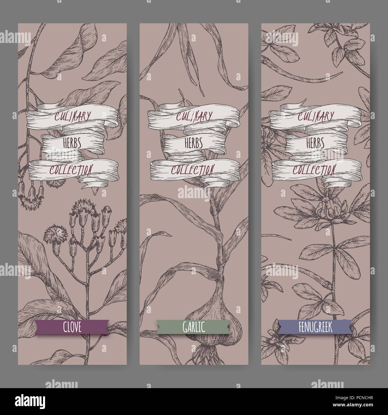 Allium sativum garlic clove Stock Vector Images - Alamy