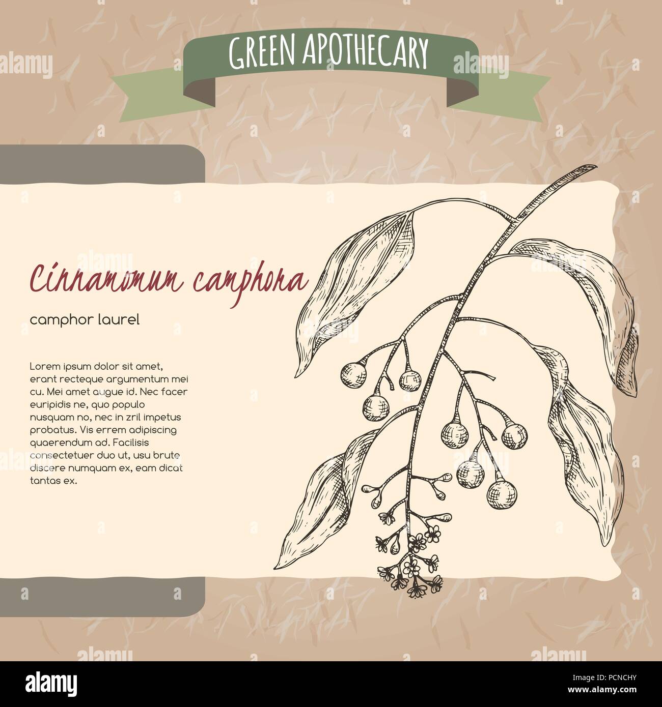 Cinnamomum camphora drawing Stock Vector Images - Alamy