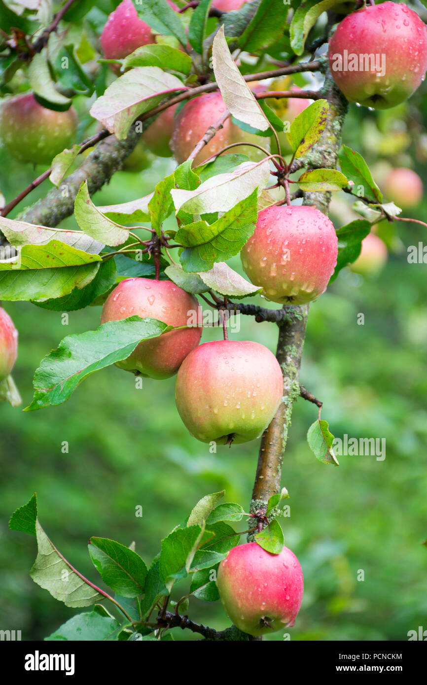Sustainable orchard hi-res stock photography and images - Alamy
