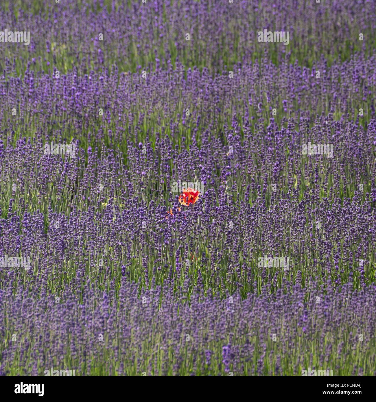 From the end of June / beginning of July, the lavender fields in ...