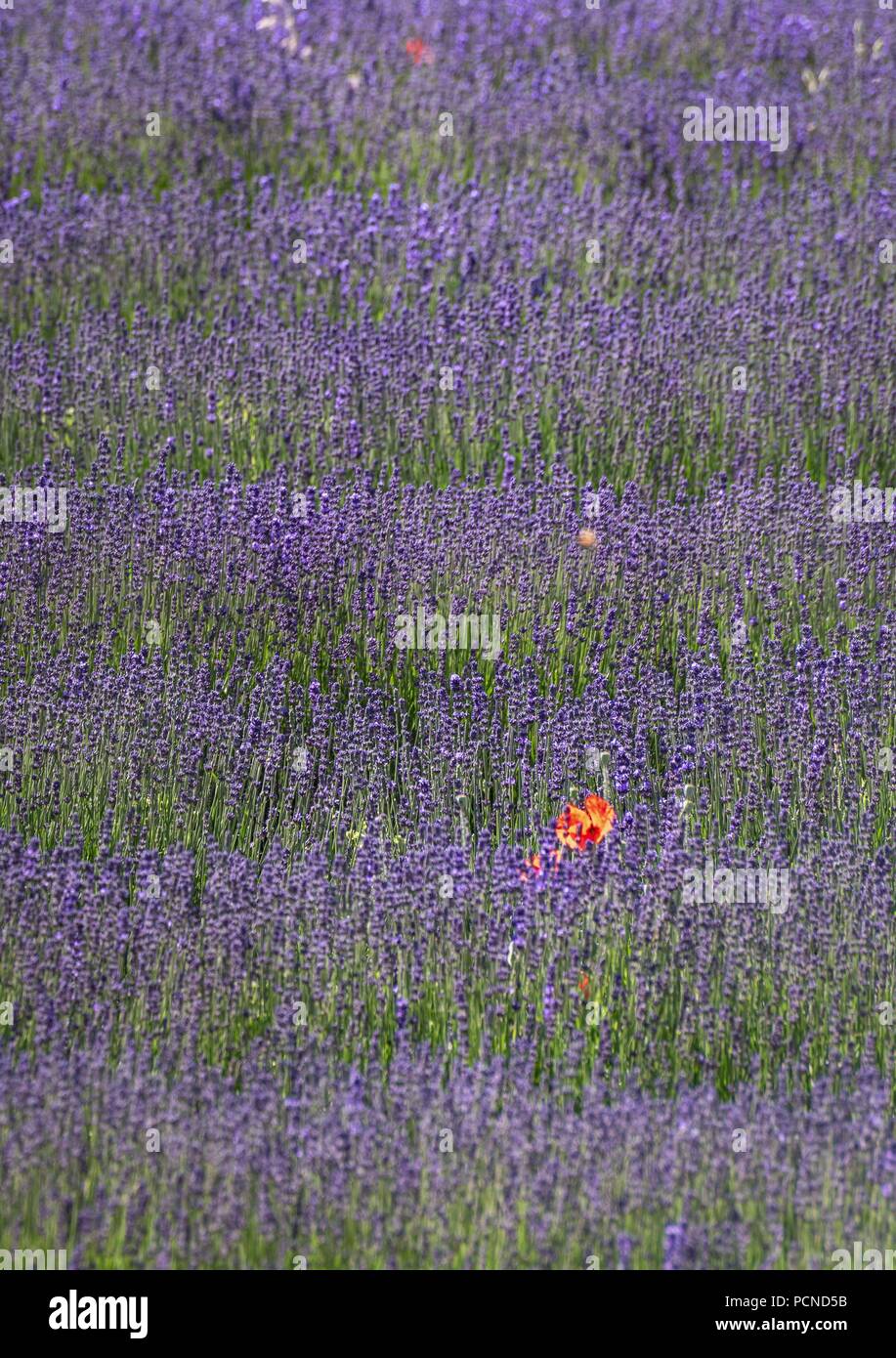 From the end of June / beginning of July, the lavender fields in ...