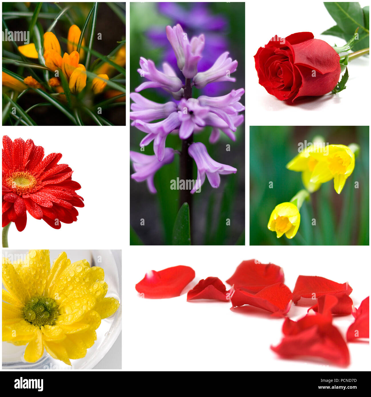 Mix crocus flowers hi-res stock photography and images - Alamy