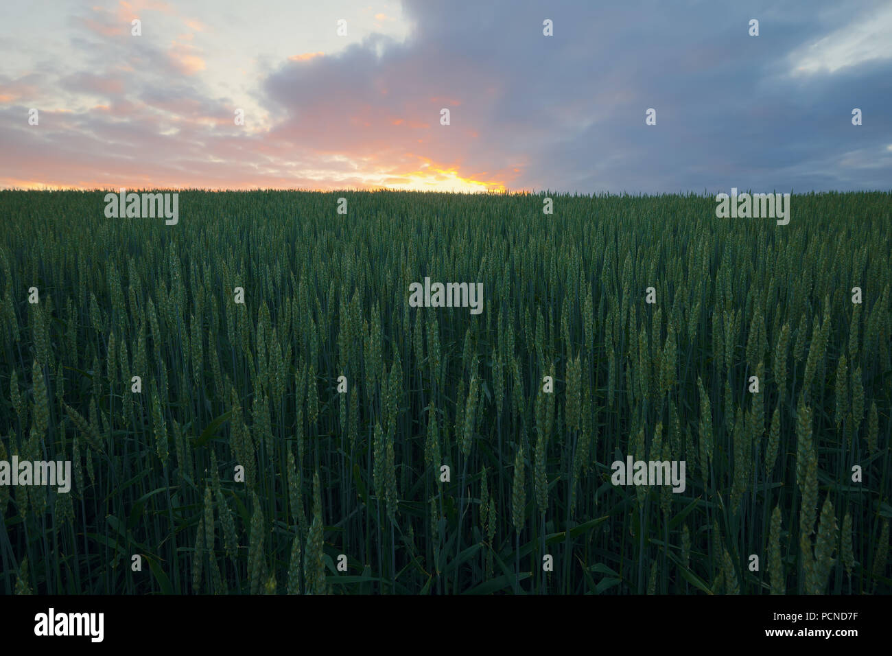 Beautiful sunset sky over green rye field in calm rural area Stock ...