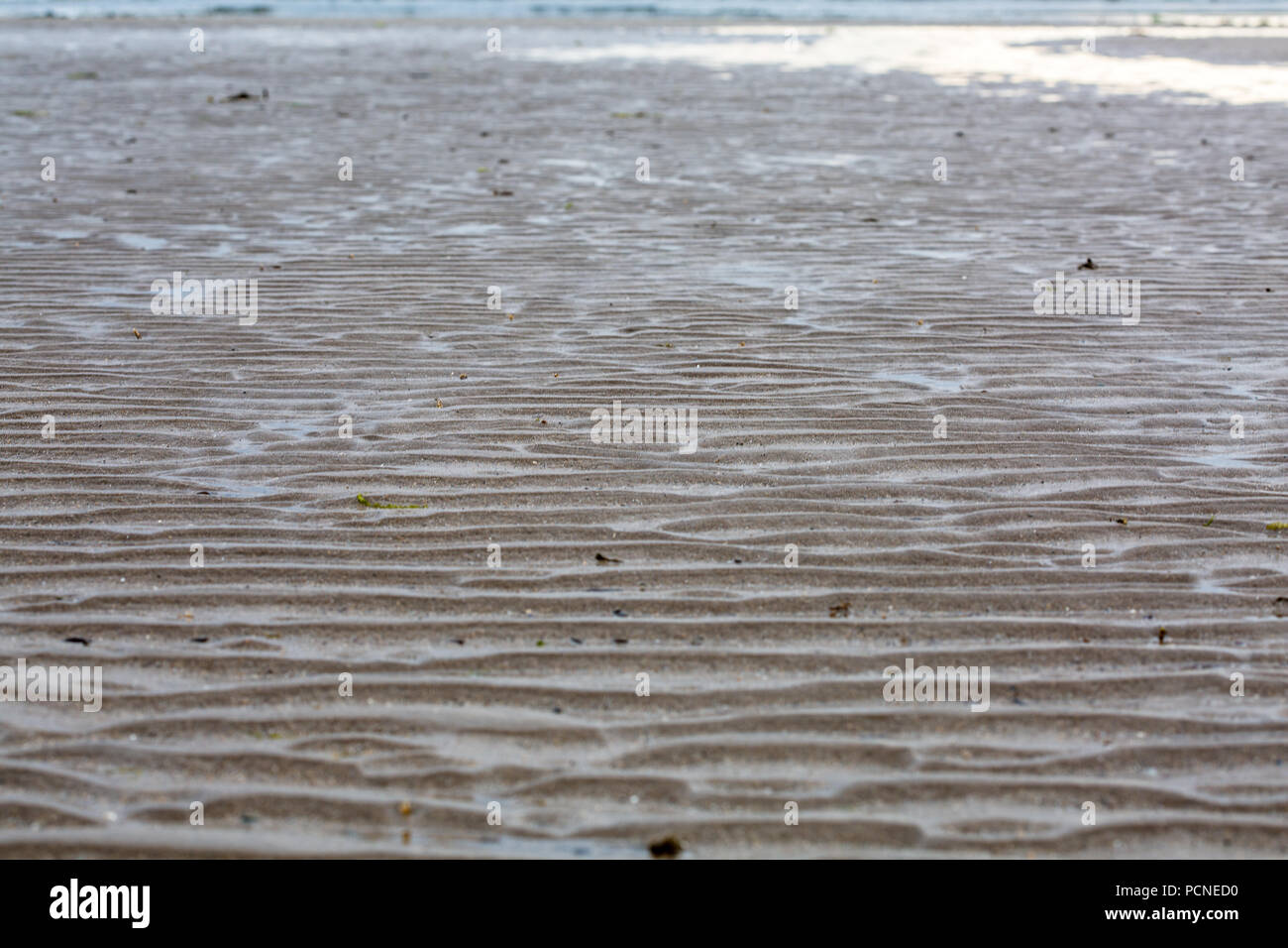 lugworm casts in sand on beach, Traeth Crydall in Rhosneigr, Anglesey ...