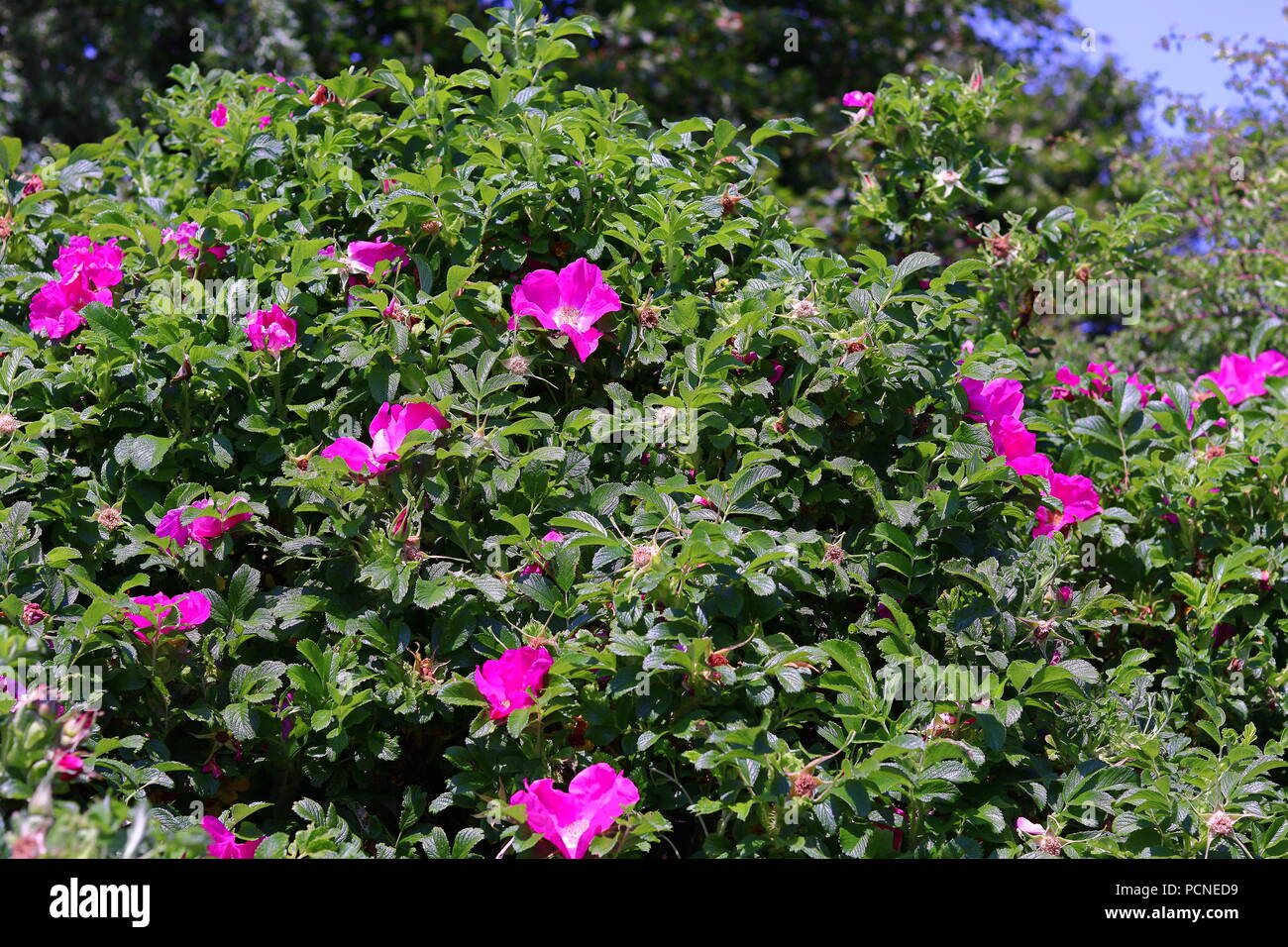 Wild Rose Bush Stock Photos & Wild Rose Bush Stock Images - Alamy