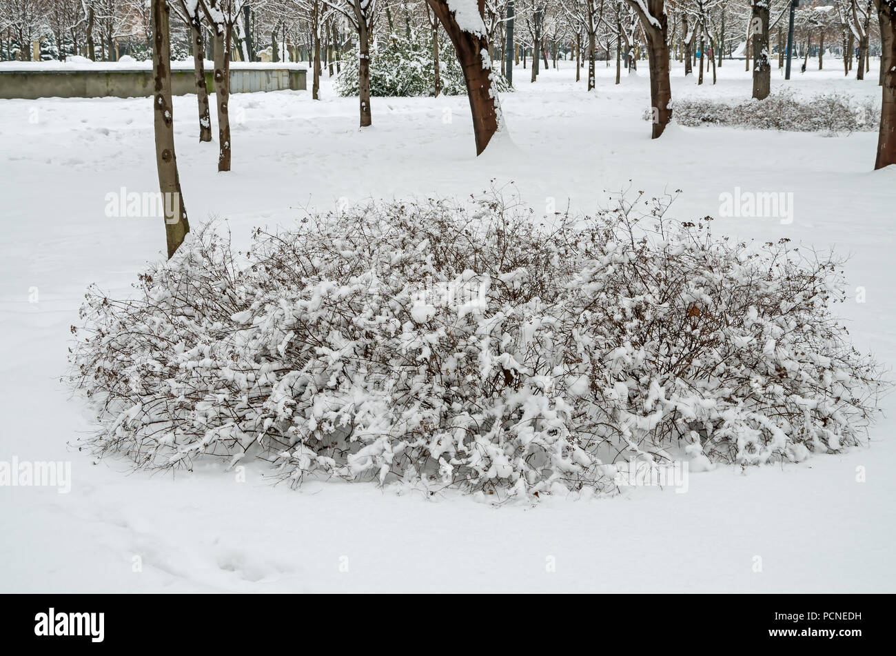 Snow-covered shrubbery plants with withered flowers winter in the city ...