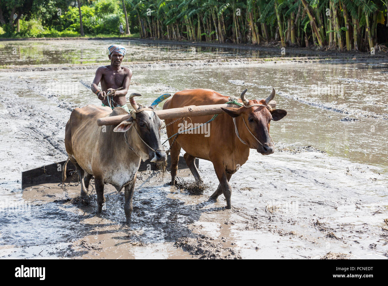 Farmer ploughing field traditional way hi-res stock photography and ...
